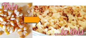 What Makes Popcorn Pop| Science of Popcorn for Kids | Mini Yummers